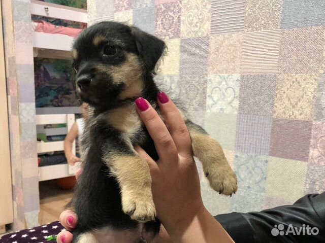 Степа ищет дом