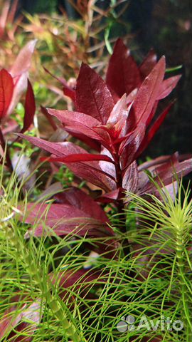 Аквариумные растения