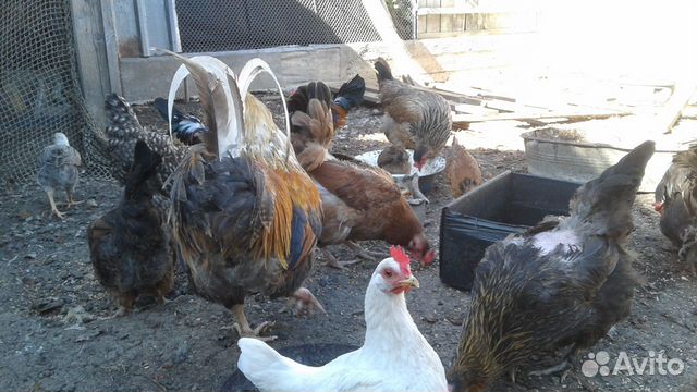 Продам курей