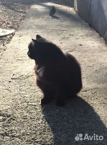Котик Черныш