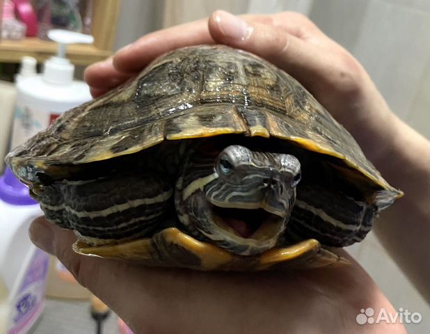 Черепаха в добрые руки