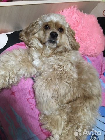 Американский кокер спаниель