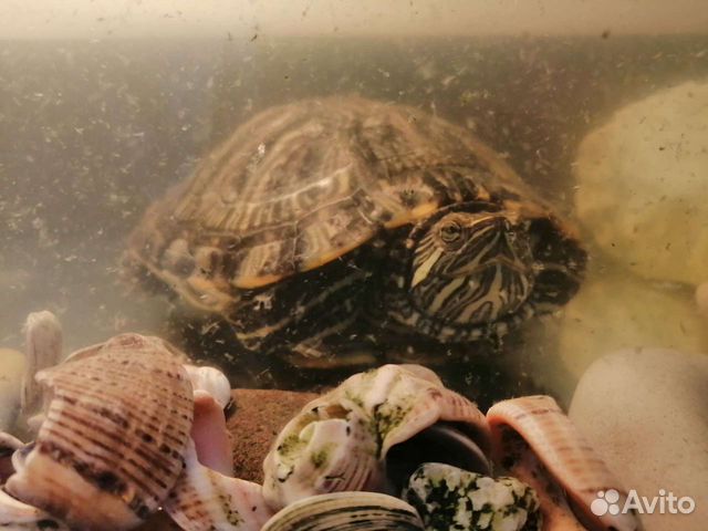 Красноухая черепаха с аквариумом