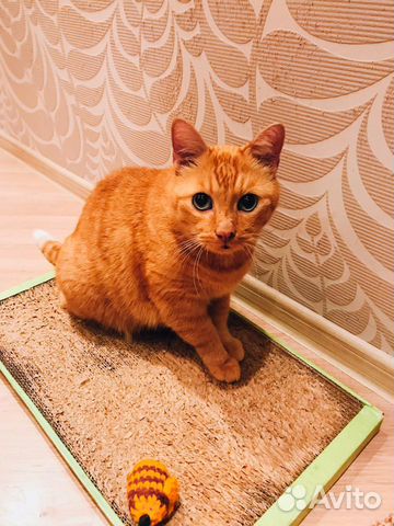 Рыжий кот в добрые руки