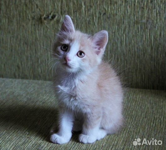 Очень красивый котенок-абрикосик