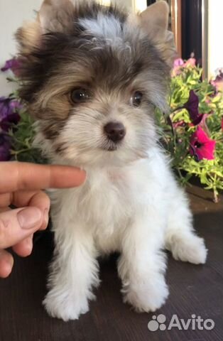 Биро малыш Горошек