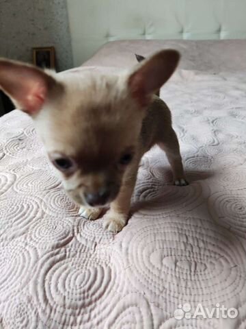 Щенки Чихуахуа