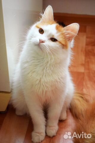 Котенок Абрикос 9 мес ищет дом
