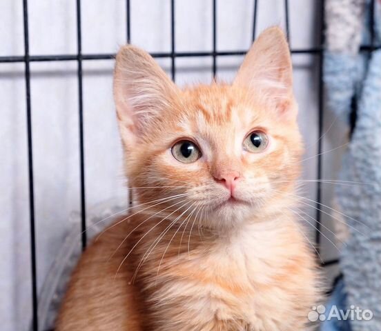 Гоша - очаровательный котенок ищет маму и папу