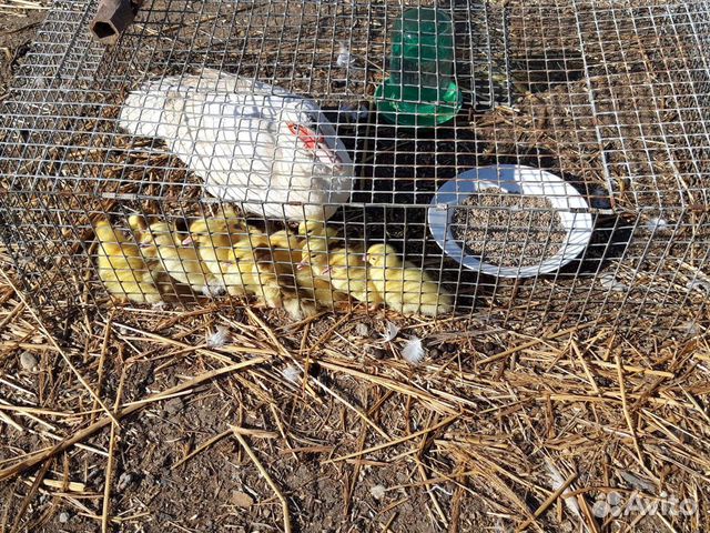 Утка с утятами