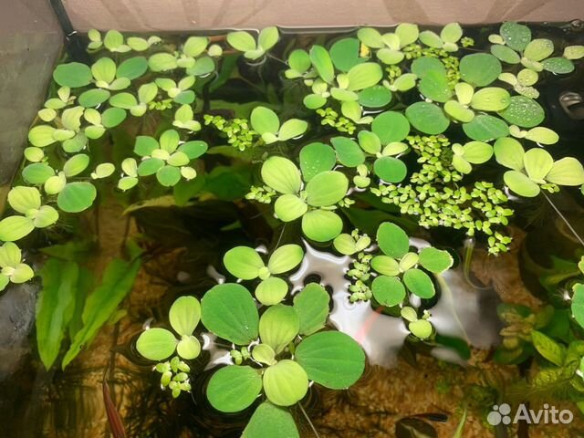 Пистия плавающее аквариумное растение