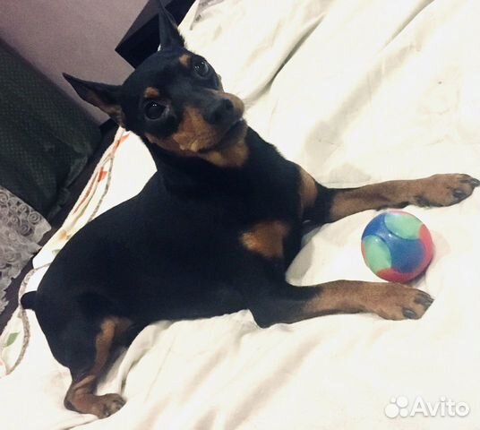 Отдам цвергпинчера в добрые руки