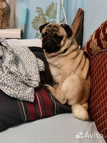 Мопс ищет невесту