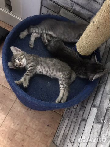 Котята домашние