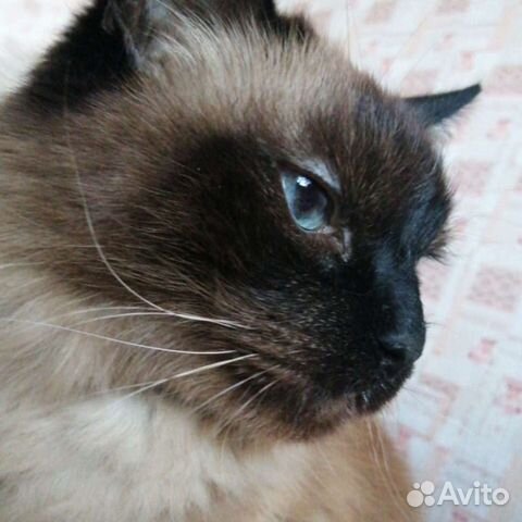 Котик Потап в хорошие руки