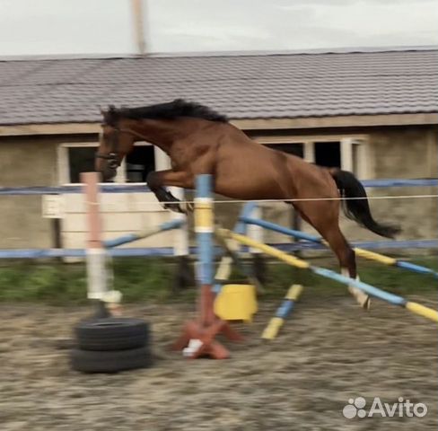 Полукровный жеребец