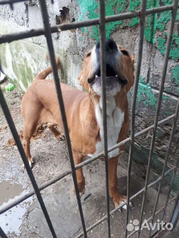 Стаффордширский терьер