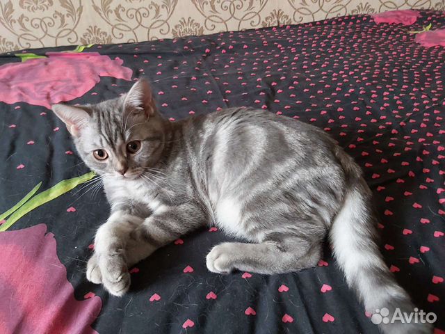 Ласковый котенок