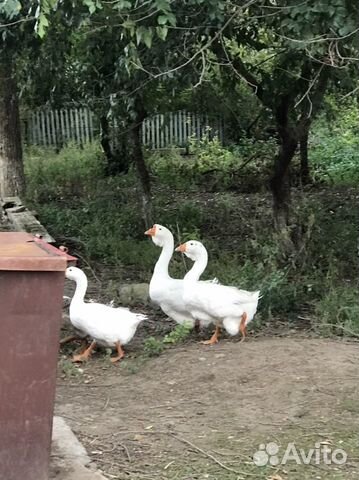 Продам пару холмогорских гусей
