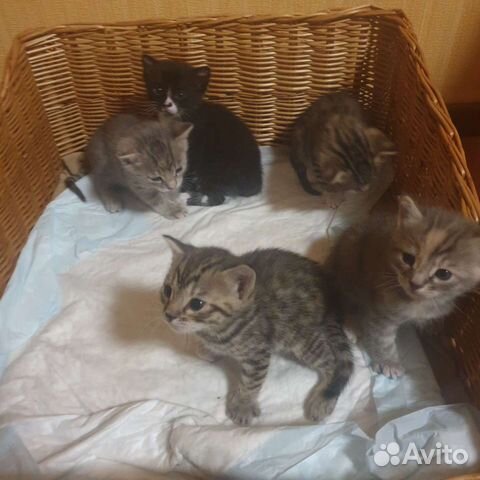 Кошки в добрые руки бесплатно