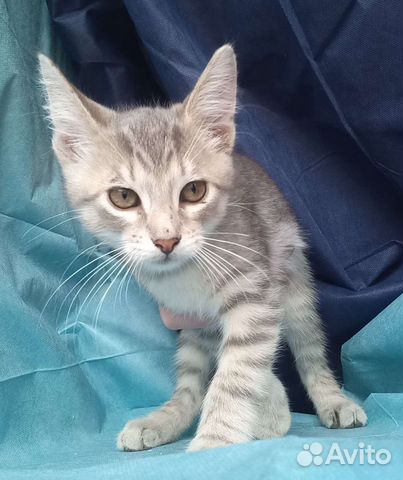 Котенок красавчик и другие зайки