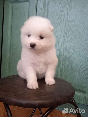 Самоедская лайка щенок