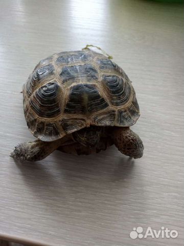 Черепаха сухопутная