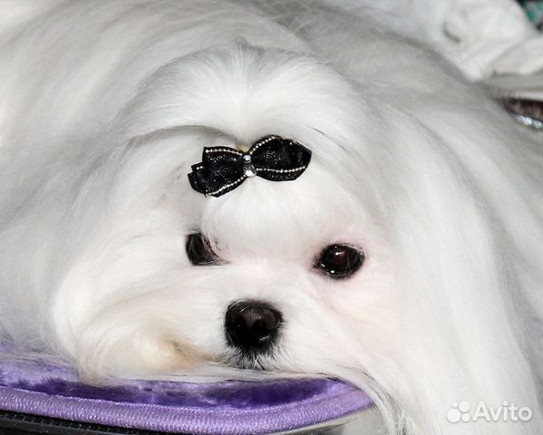 Подрощенный мальчик мальтезе