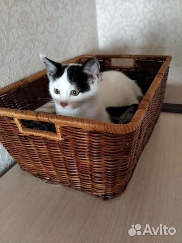 Котенок в хорошие руки