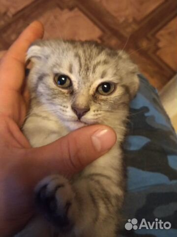 Котёнок полубританский