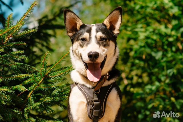 Метис Лайки по имени Бакс Ищет Дом
