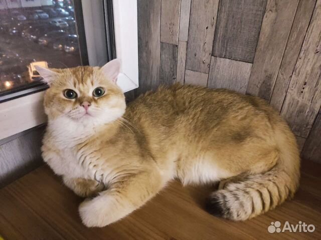 Британский кот на вязку