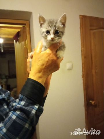 Котёнок