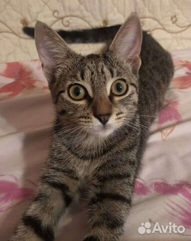 Котенок Дашенька
