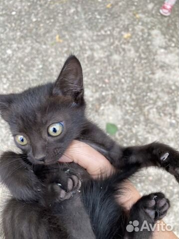 Кошечка шоколадного окраса ищет дом