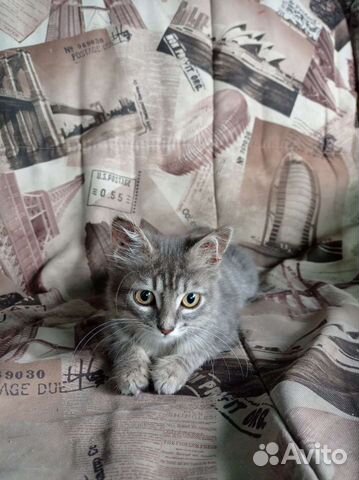 Котëнок в добрые руки