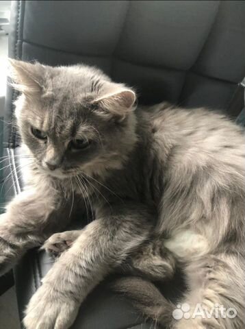 Замечательная кошечка ищет дом