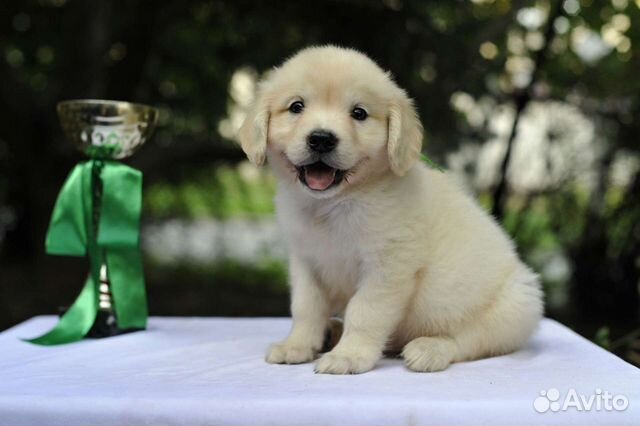 Щенки голден ретривера РКФ