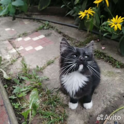 Кошка "дворянка" бесплатно