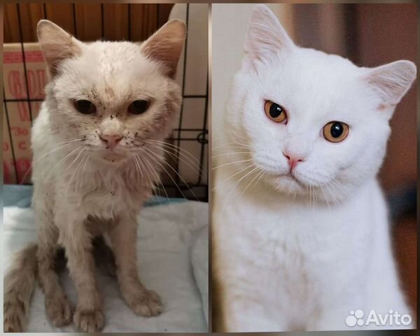 Измени мир котика