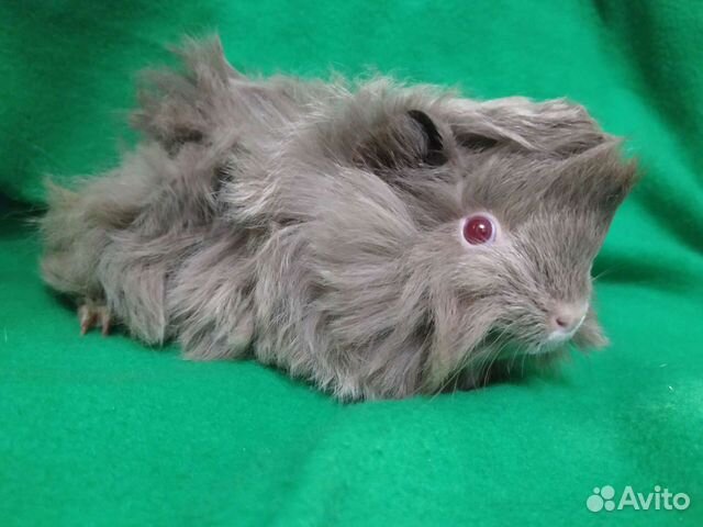 Морская свинка (перуанцы)