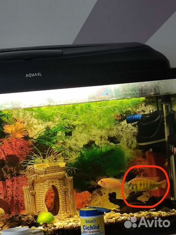 Рыбка цихлид