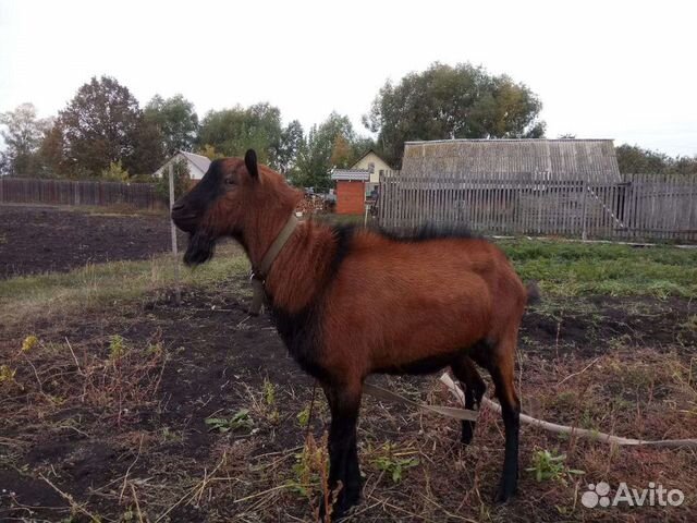 Случка Козел чешский