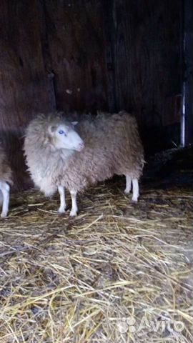 Баран живой