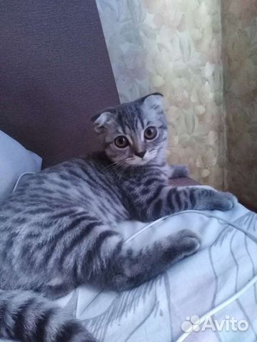 Шотландская вислоухая кошка