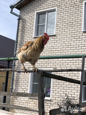 Продаю 2 петухов