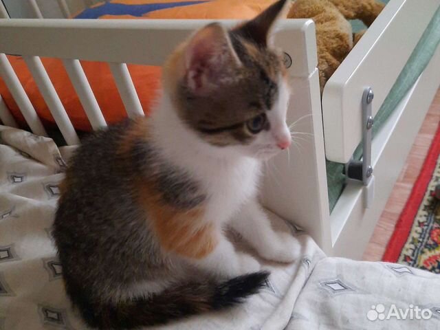 Кошка