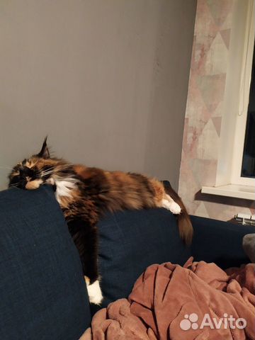 Мэйн кун бесплатно