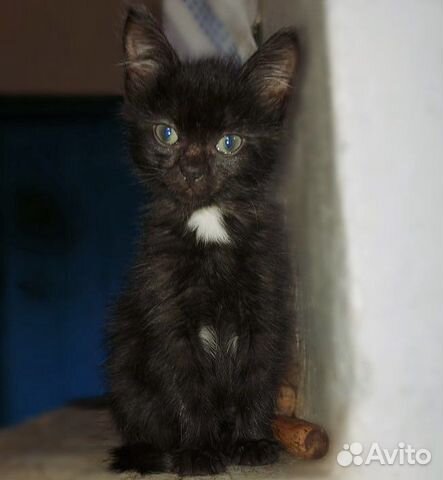 Черный котенок