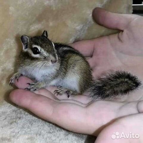 Бурундучьки домашние